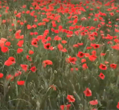 Trezac de Corteva, la mejor solución para controlar la amapola ...