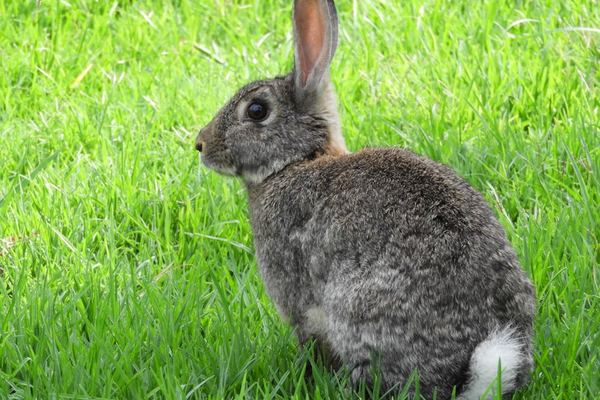 Control de la plaga de conejo en Ciudad Real con 95.000 capturas